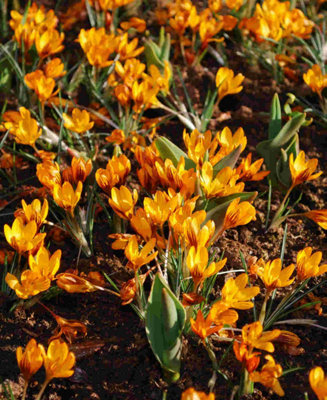 Crocus Orange Monach - 60 corms