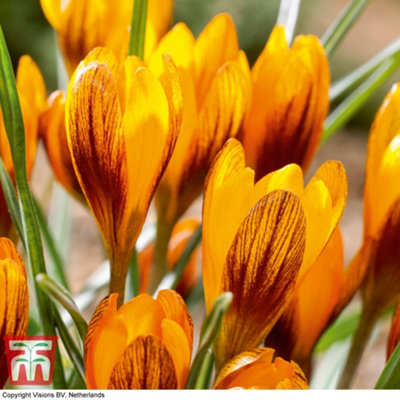 Crocus Orange Monarch 20 Bulbs
