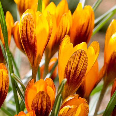 Crocus Orange Monarch 40 Bulbs | DIY at B&Q