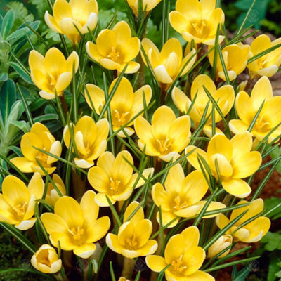 Crocus Romance Flowering Bulbs (250 Pack) | DIY at B&Q
