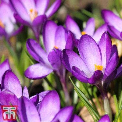 Crocus Ruby Giant 25Spring Bulbs | DIY at B&Q