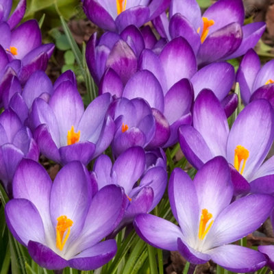 Crocus Ruby Giant Flowering Bulbs (200 Pack) | DIY at B&Q