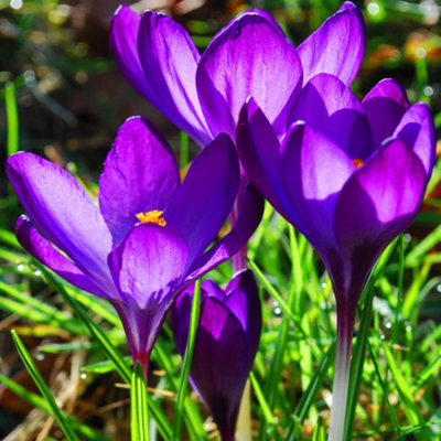 Crocus Ruby Giant Flowering Bulbs (200 Pack) | DIY at B&Q