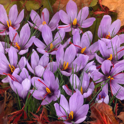 Crocus Sativus Flowering Bulbs (1000 Pack) | DIY at B&Q