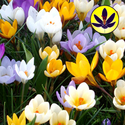 Crocus Species Mixed Flowering Bulbs - Diverse Mix of Blooms, 50 Pack ...