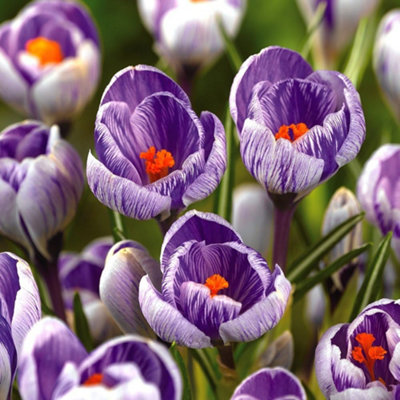 Crocus Striped Flowering Bulbs - Striking Striped Blooms, 25 Pack