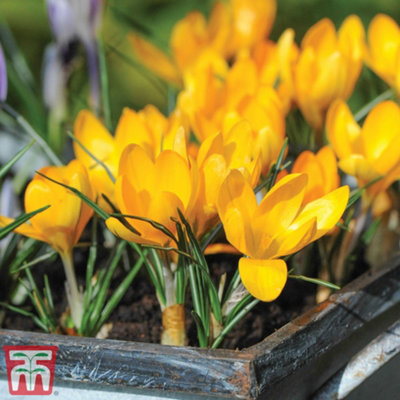 Crocus Yellow Mammoth 80 Bulbs