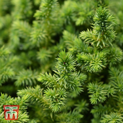 Cryptomeria japonica Compressa 1 Litre Potted Plant x 1