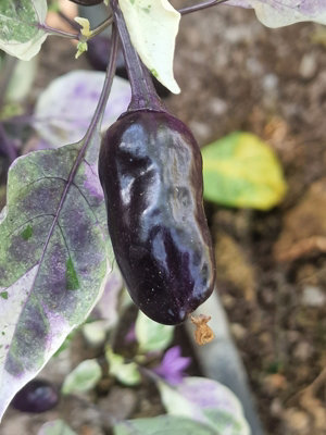 Cuban Candy Fish Pepper Chilli Seeds - 10 Fresh Seeds