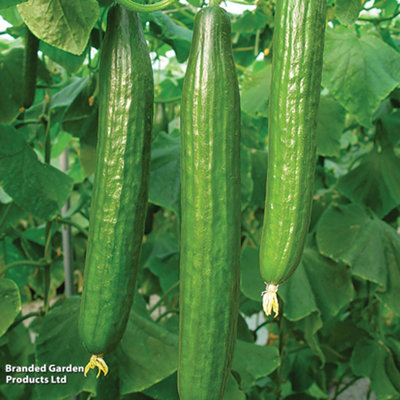 Cucumber Bella F1 Hybrid 1 Seed Packet (4 Seeds)
