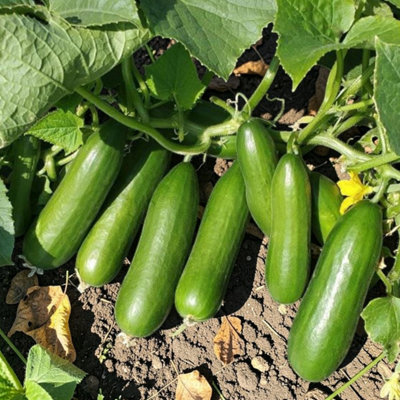 Cucumber F1 Mini Munch Snack Size Vegetable Plant - 1 litre Pot - Easy ...