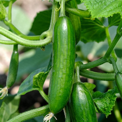 Cucumber F1 Mini Munch Snack Size Vegetable Plant - 1 litre Pot - Easy ...