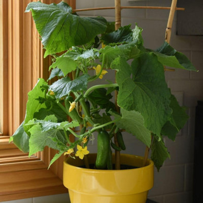 Cucumber Quick Snack F1 - Compact Dwarf Seedless Cocktail Fruit - Sweet ...