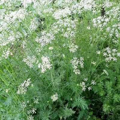 Cumin Seeds, Herb Cuminum Cyminum 1500 Count,