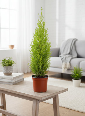 Cupr Ma Goldcrestw Pot size 14 Cm Height 60 Indoor Houseplant