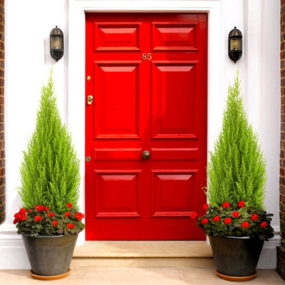 Cupressus Wilma - Compact Evergreen Conifer Plant, Bright Green Foliage ...