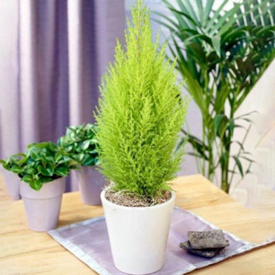 Cupressus Wilma - Compact Evergreen Conifer Plant, Bright Green Foliage ...