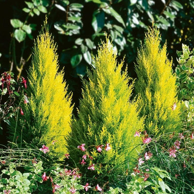 Cupressus Wilma Goldcrest 4 x 9cm Pots - Golden Conifers Evergreen ...