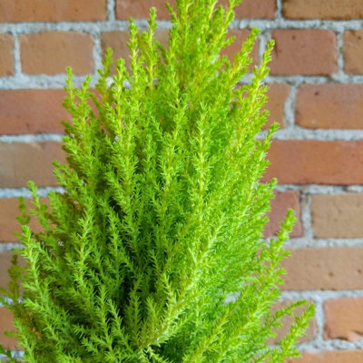 Cupressus Wilma Goldcrest 4 x 9cm Pots - Golden Conifers Evergreen ...