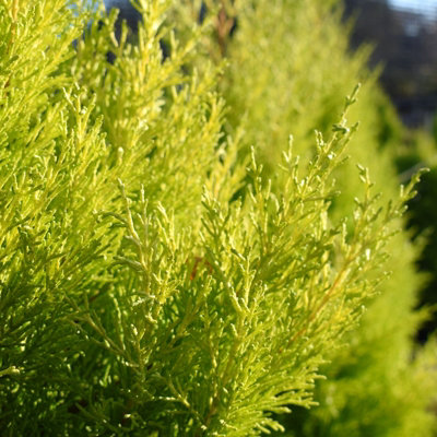 Cupressus Wilma Goldcrest 4 x 9cm Pots - Golden Conifers Evergreen ...