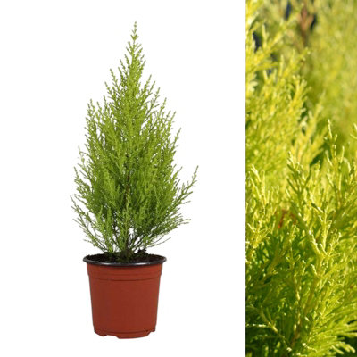 Cupressus Wilma Goldcrest in 9cm Pot - Golden Conifer Evergreen Ready ...