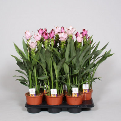 Curcu Al Siam Mixed, 15cm Pot Size, 55cm Tall, Siam mixed turmeric ...