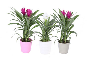 Curcu Al Siam Mixed Ceramic, 12cm Pot Size, 50cm Tall, Siam mixed ceramic turmeric, Indoor ...