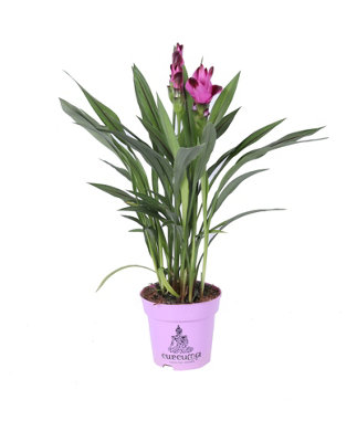 Curcu Al Siam Splash, 14cm Pot Size, 65cm Tall, Curcuma, Indoor Houseplant