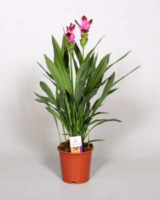 Curcu Al Siam Splash, 15cm Pot Size, 65cm Tall, Turmeric, Indoor Houseplant