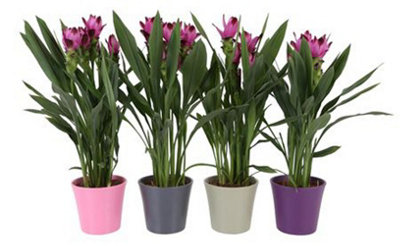 Curcu Al Siam Splash Ceramic, 14cm Pot Size, 60cm Tall, Turmeric ...