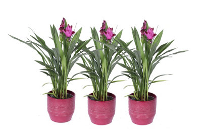 Curcu Al Siam Sublime Ceramic, 14cm Pot Size, 60cm Tall, Turmeric ...