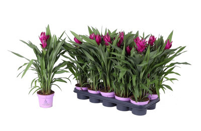 Curcuma Alismatifolia Siam Sub, 12cm Pot Size, 45cm Tall, Siam Sub ...