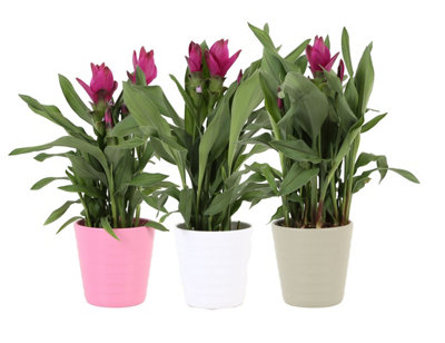 Curcuma Alismatifolia Siam Sub, 12cm Pot Size, 50cm Tall, Siam Sub ...