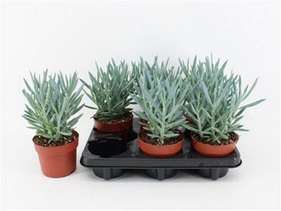 Curio Fi Mount Everest, 12cm Pot Size, 25cm Tall, String of Pearls ...