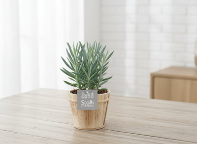Curio Fi Mount Everest Wood Pot size 13 Cm Height 35 Indoor Houseplant