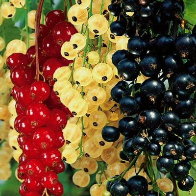 Currant Ribes Fruit Plant Trio in 5L Pot - Three Fruit Bushes Growing ...