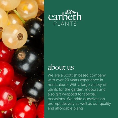 Currant Ribes Fruit Plant Trio in 5L Pot - Three Fruit Bushes Growing ...