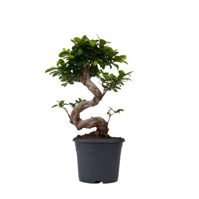 Curtain Fig - Ficus microcarpa ginseng - Height 55-65cm - Pot 20cm