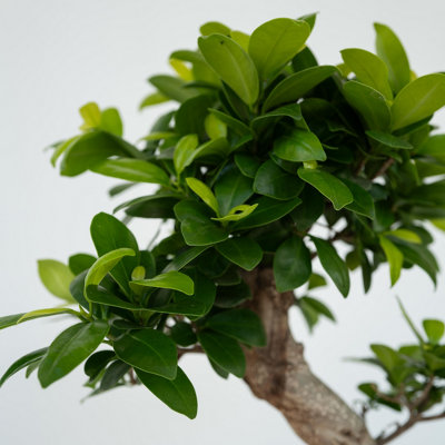 Curtain Fig - Ficus microcarpa ginseng - Height 55-65cm - Pot 20cm
