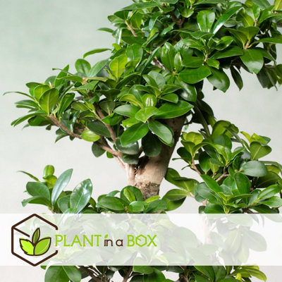 Curtain Fig - Ficus microcarpa ginseng - Height 55-65cm - Pot 20cm