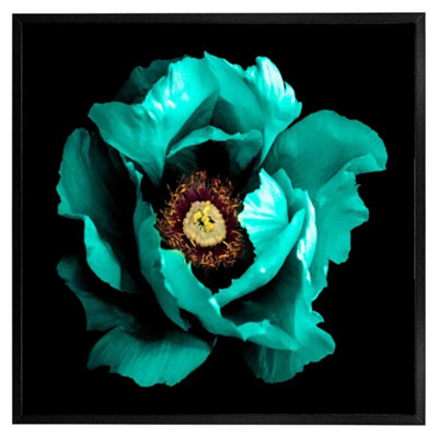 Cyan peony flower (Picutre Frame) / 24x24" / Black | DIY at B&Q