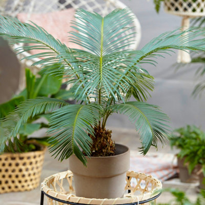 Cycas Revoluta - Hardy Sago Palm (30-40cm Height Including Pot) | DIY ...