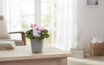 Cycl Coum Rose Pot size 9 Cm Diameter 10 Curio Mount Everest Indoor ...