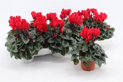 Cycl Mini Rood, 9cm Pot Size, 15cm Tall, Rex begonia, Indoor Houseplant