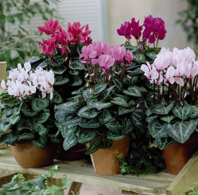 Cyclamen Metis Standard Collection 5 Jumbo Plug Plants | DIY at B&Q