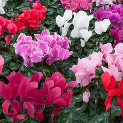 Cyclamen Mix 'Carry Six Pack' - Assorted Colors for Seasonal Display ...
