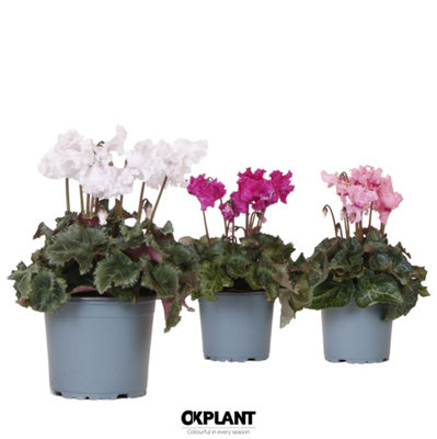 Cyclamen Persicum Midi Crispin, 12cm Pot Size, 27cm Tall, Cyclamen ...