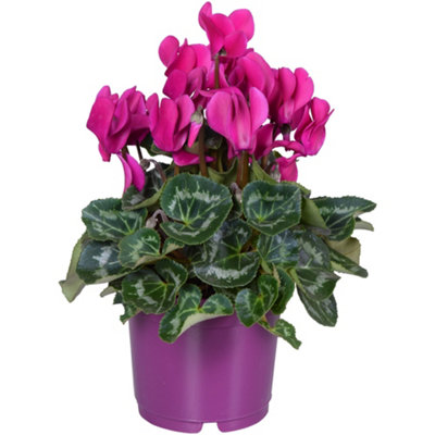 Cyclamen 'Purple' - Richly Colored Blooms for Winter Cheer, Compact and ...