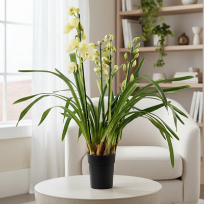 Cymbidium Early Sue Paddy 4 Stem Pot size 14 Cm Height 85 Orchid Indoor ...