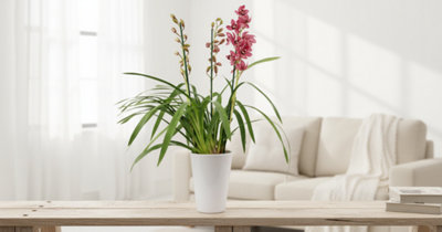 Cymbidium Mixed 3 Stem Ceramic Wit Pot size 17 Cm Height 85 Indoor ...